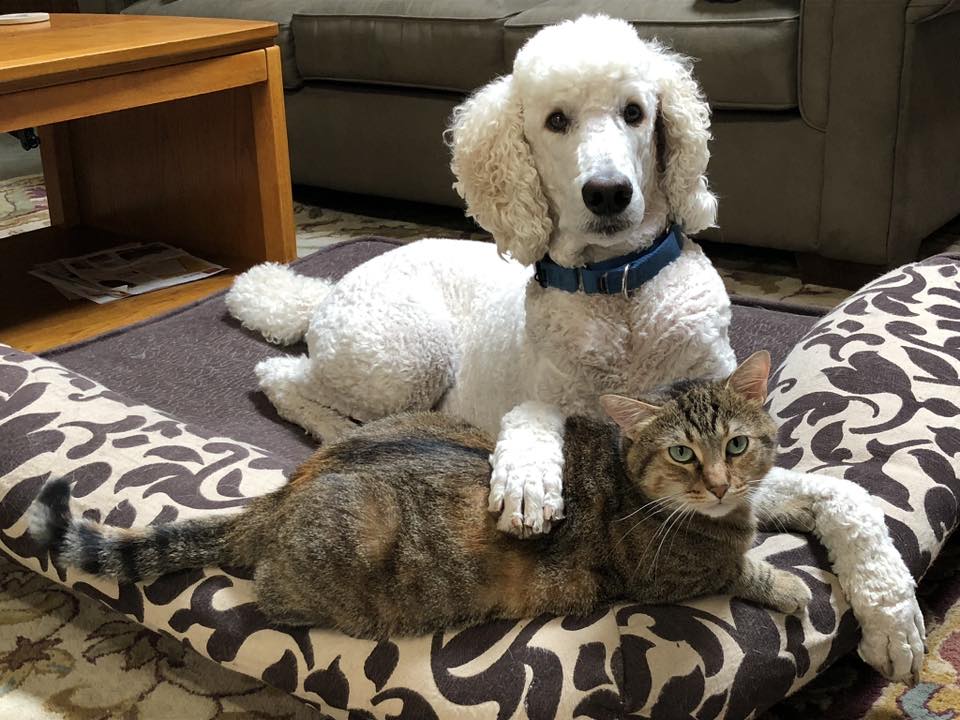 Answer Time! - Peter Abrahams | Spencer Quinn